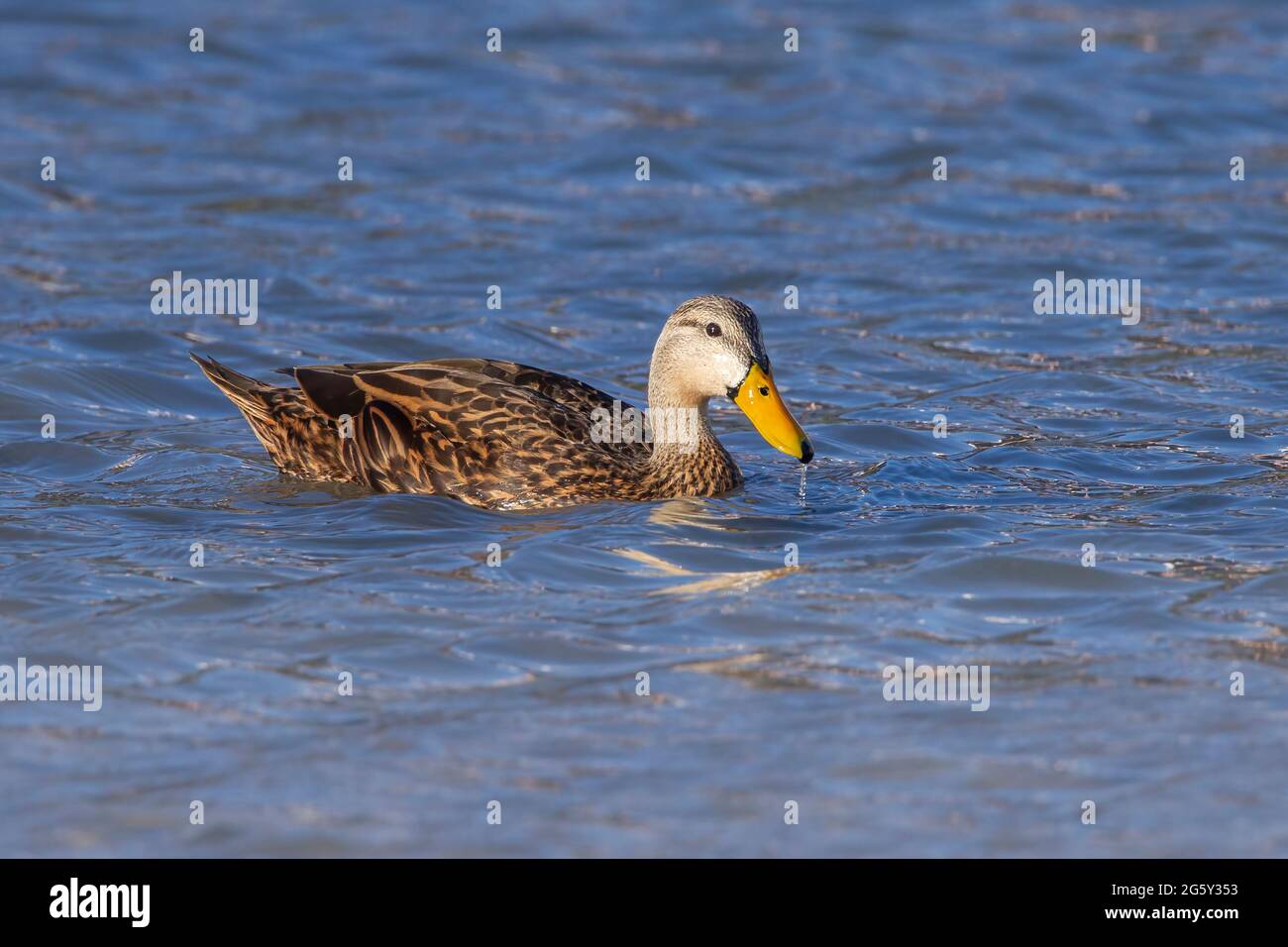 Mottled Duck, Anas fulvigula, single adult swimming on water, Florida ...