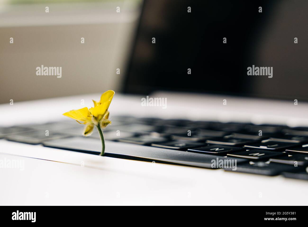 Laptop keyboard with yellow flower growing on it. Green IT computing ...