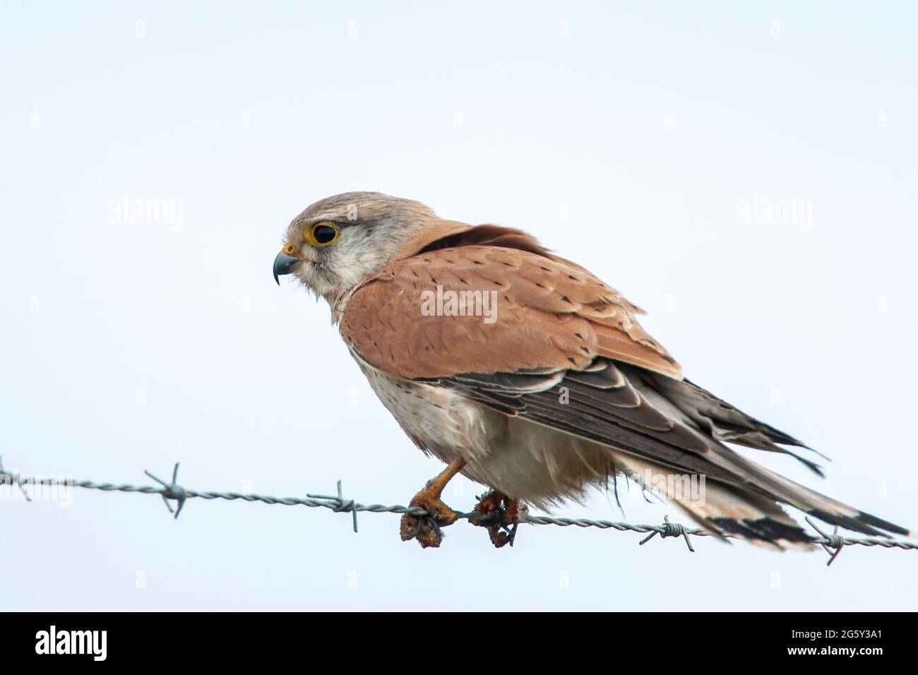 Falco cenchroides hi-res stock photography and images - Alamy