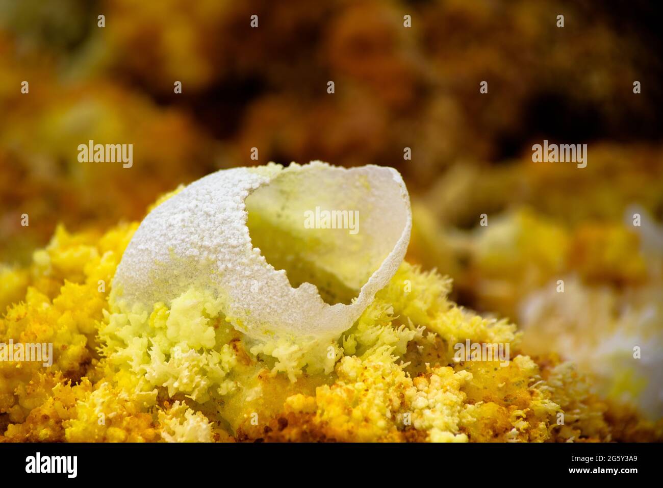 Fragile shell of sulfur Stock Photo - Alamy