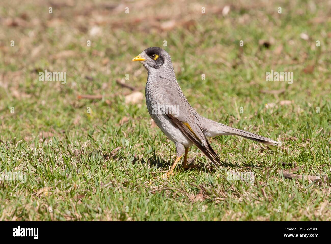 Miners bird hi-res stock photography and images - Alamy