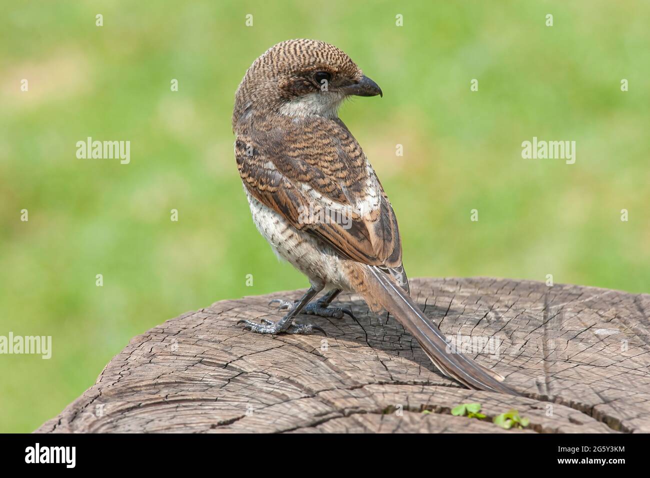 northern fiscal, Lanius humeralis, single immature bird perched on tree ...