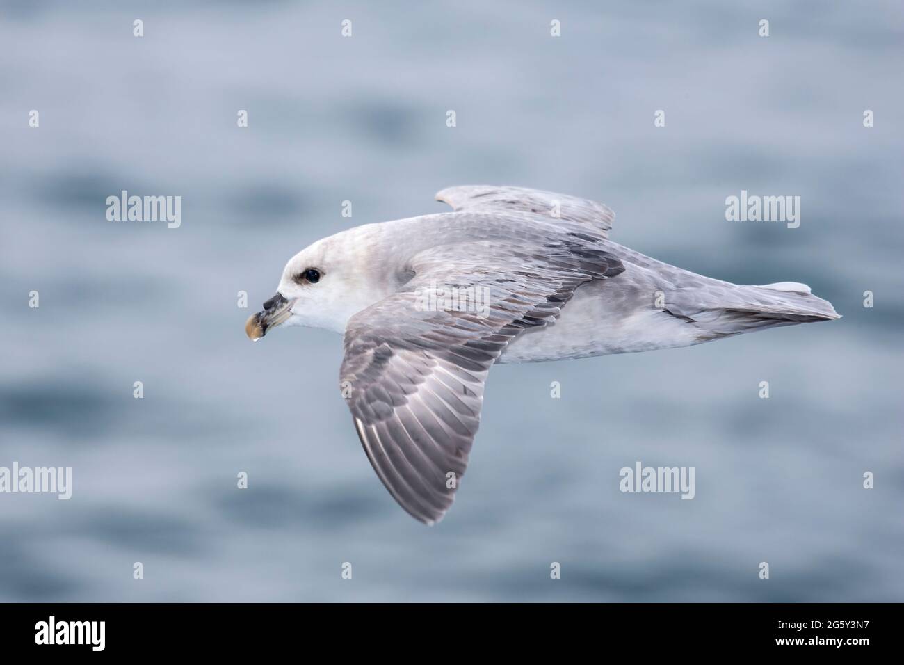 northern fulmar, Fulmarus glacialis, blue phase, single bird in flight ...