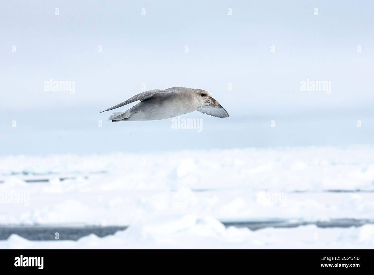 northern fulmar, Fulmarus glacialis, blue phase, single bird in flight ...