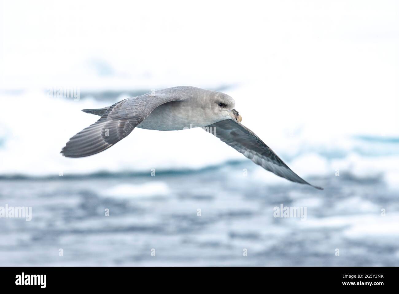 northern fulmar, Fulmarus glacialis, blue phase, single bird in flight ...