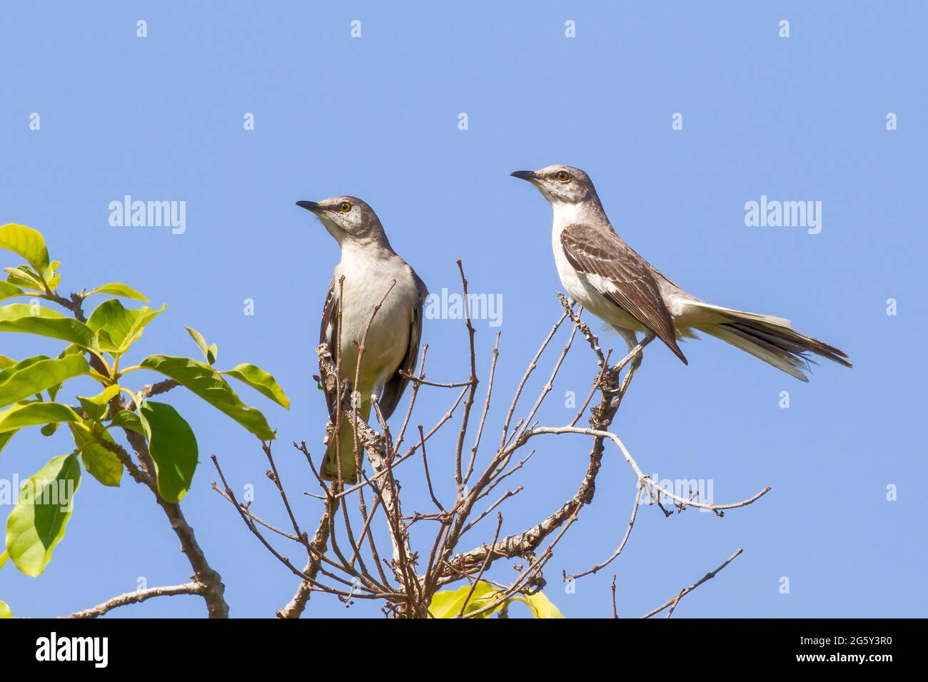 northern mockingbird, Mimus polyglottos, two birds perched on branch of ...