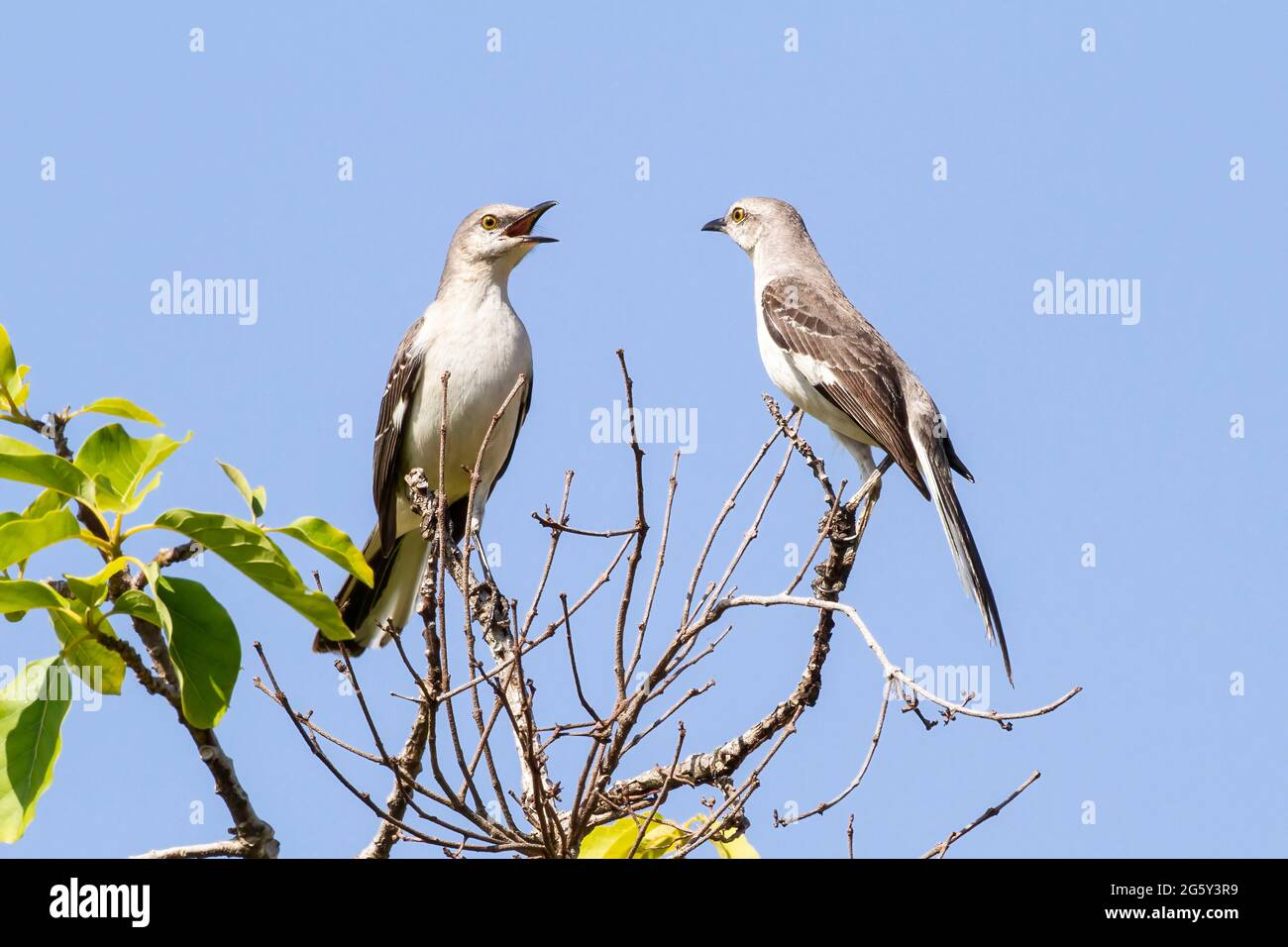 Northern mockingbird mexico hi-res stock photography and images - Alamy