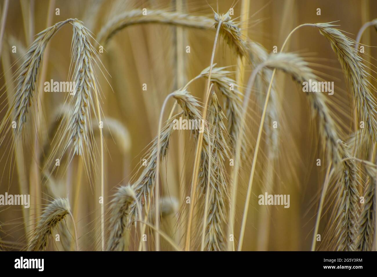 Food Field of Cereal Close Up Stock Photo - Alamy