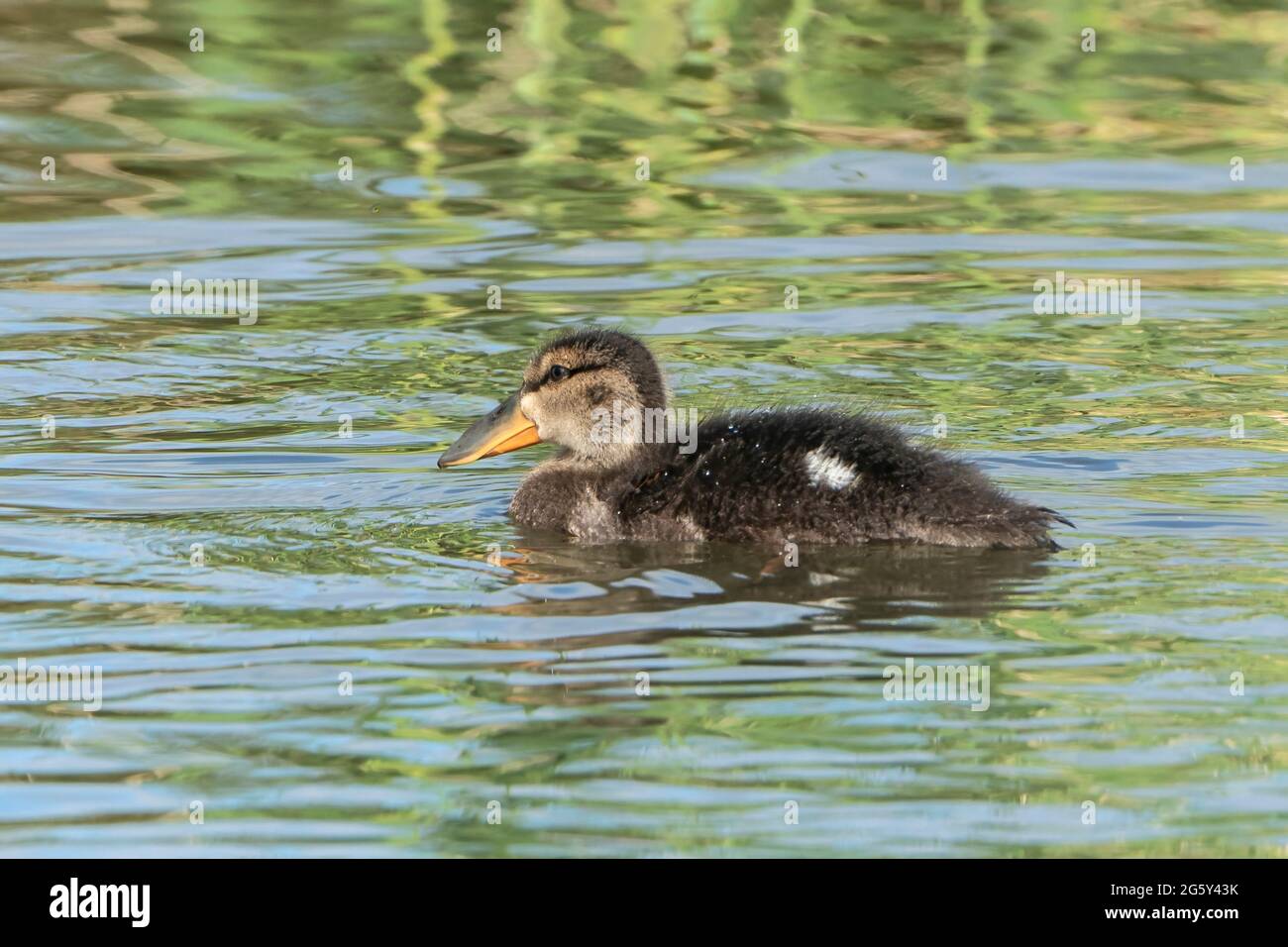 northern shoveler, Spatula clypeata, single duckling swimming on water ...