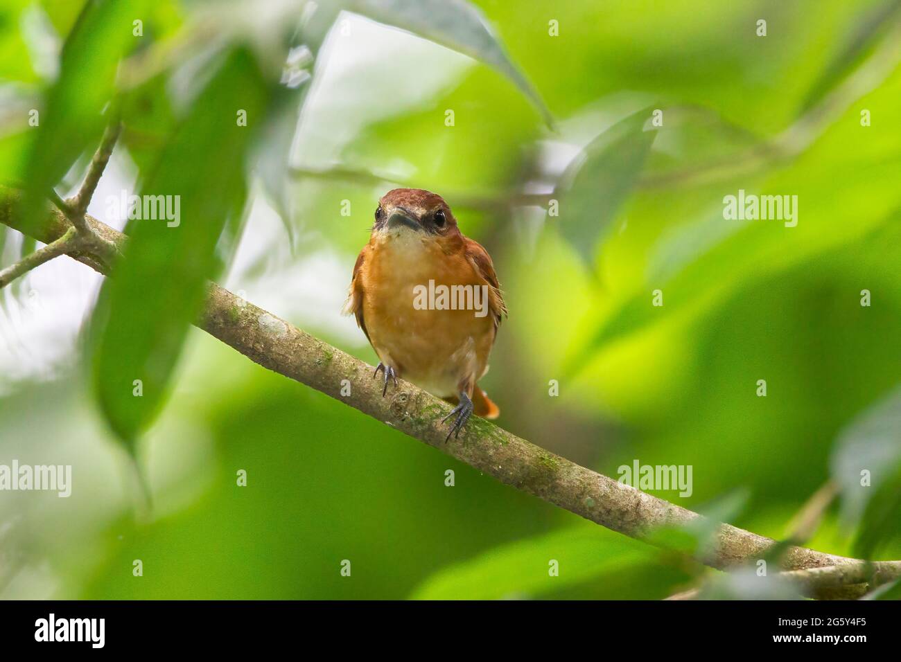 One coloured becard hi-res stock photography and images - Alamy