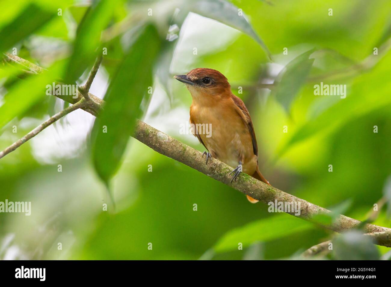 One coloured becard hi-res stock photography and images - Alamy