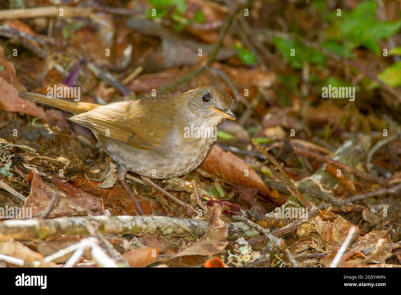 orange-billed nightingale-thrush, Catharus aurantiirostris, single bird ...