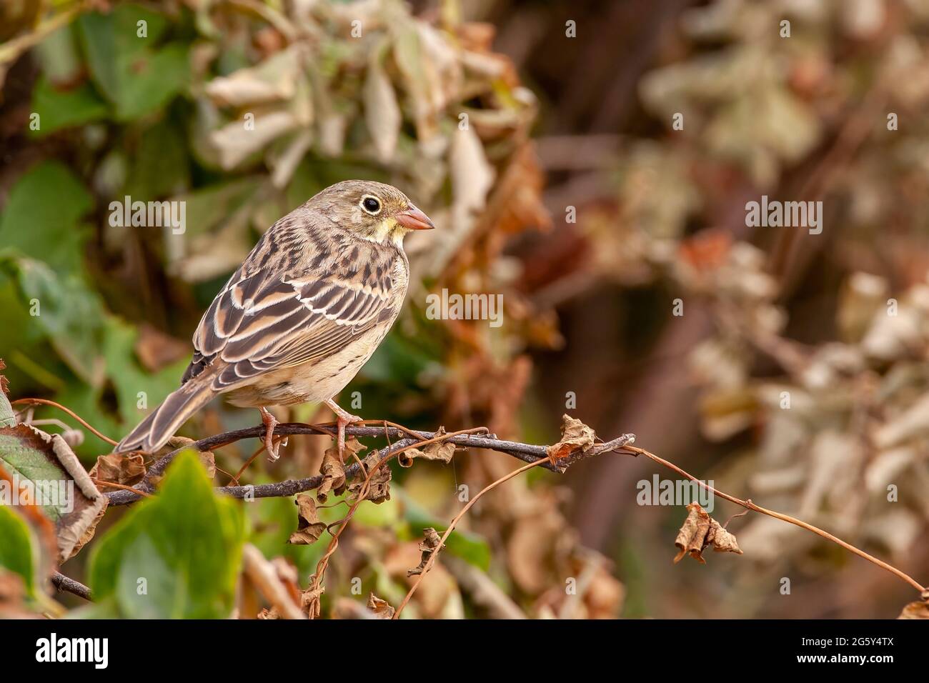 ortolan bunting, Emberiza hortulana, single bird perched in a bush ...