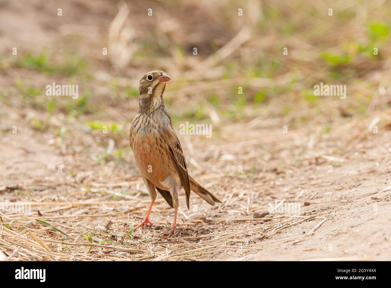 ortolan bunting, Emberiza hortulana, single bird standing on the ground ...