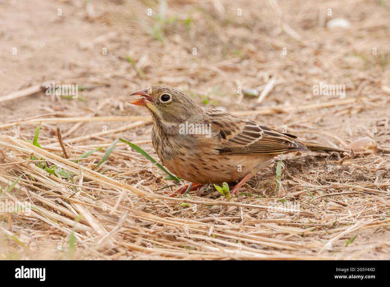 ortolan bunting, Emberiza hortulana, single bird standing on the ground ...