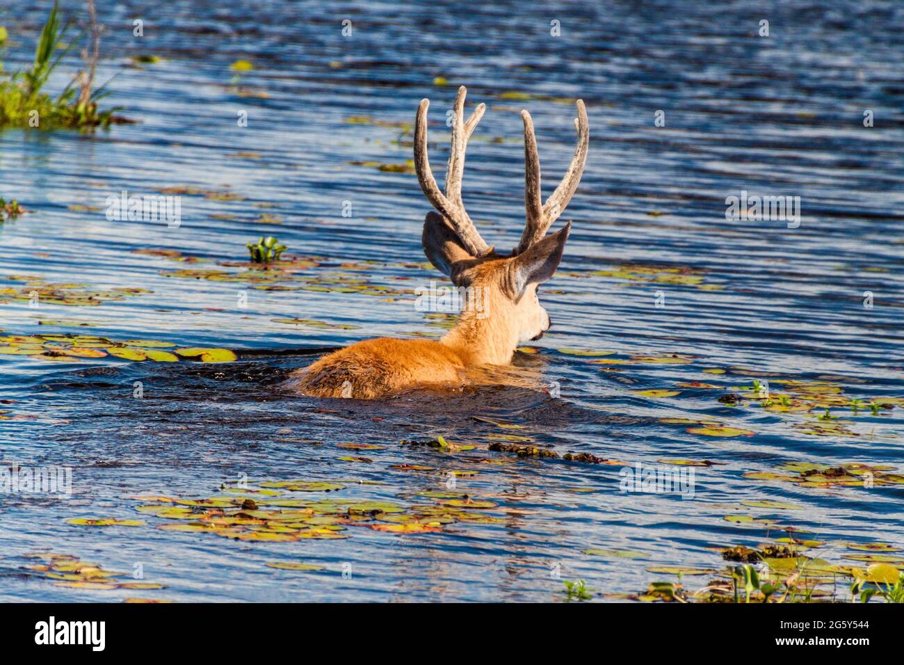 Adult marsh deer blastocerus dichotomus hi-res stock photography and ...