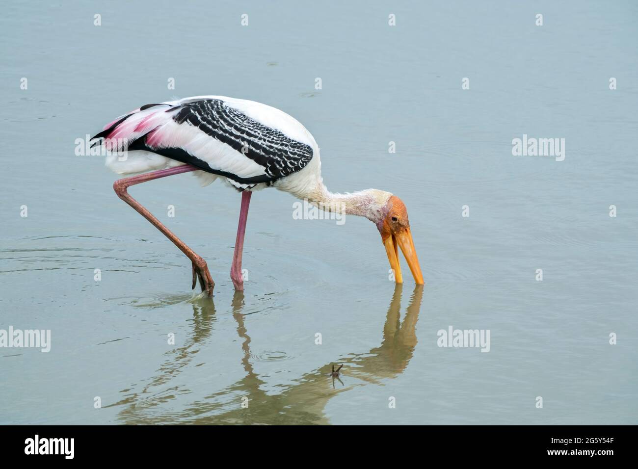 painted stork, Mycteria leucocephala, single adult wading in shallow ...