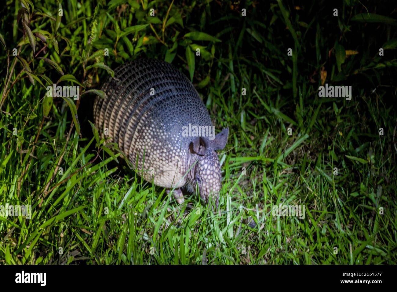 Mammal argentina rodent hi-res stock photography and images - Alamy