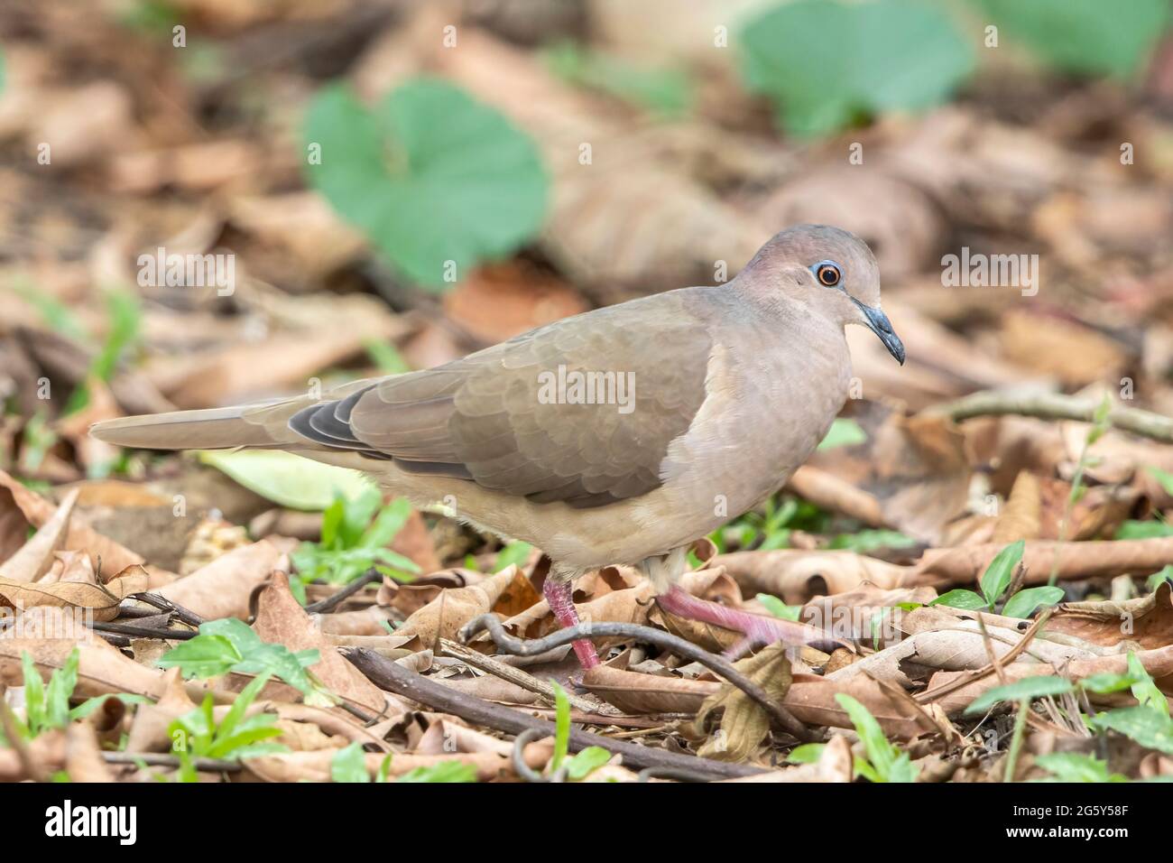 Pale vented pigeons hi-res stock photography and images - Alamy