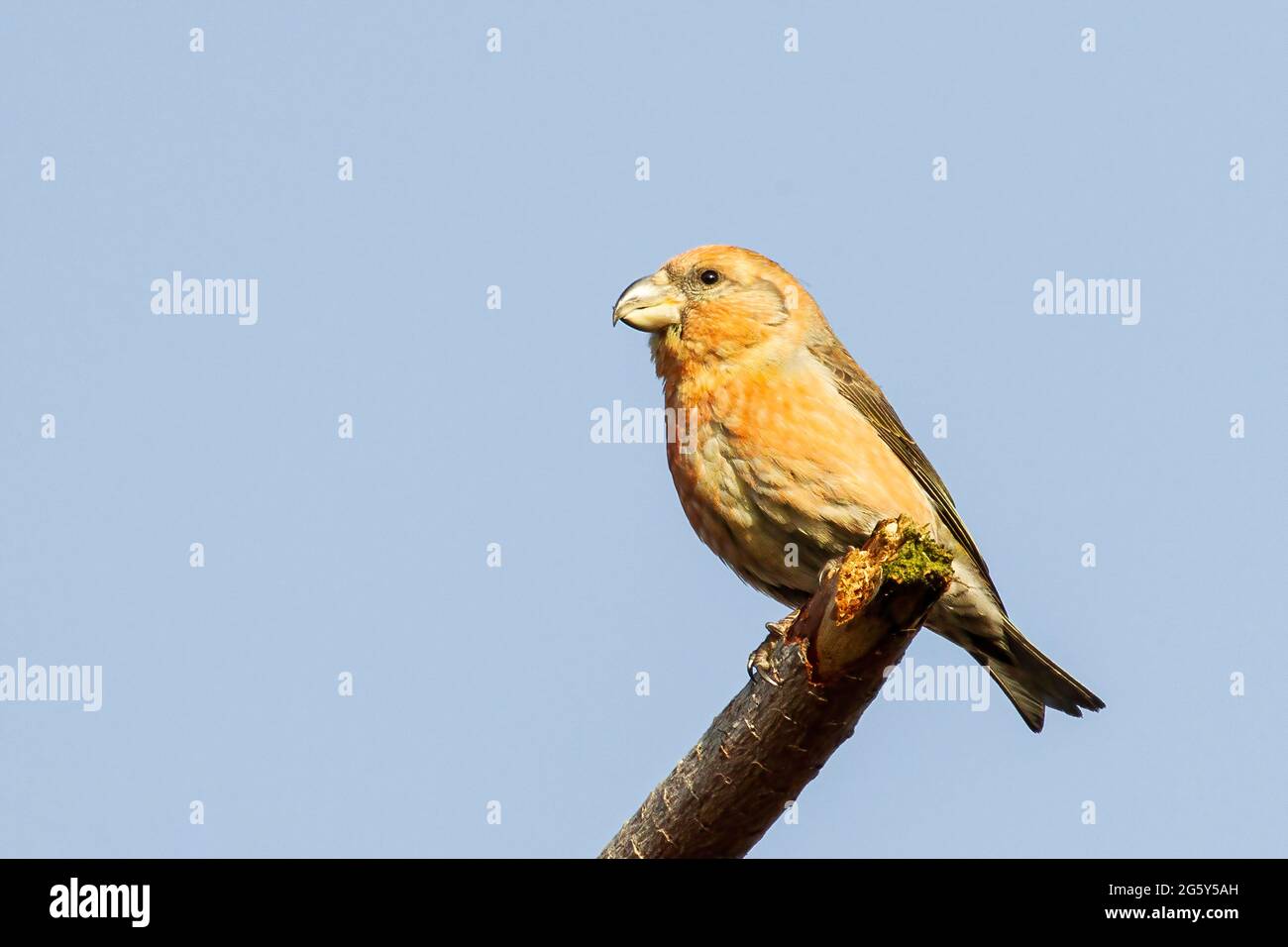parrot crossbill, Loxia pytyopsittacus, single bird perched on branch ...