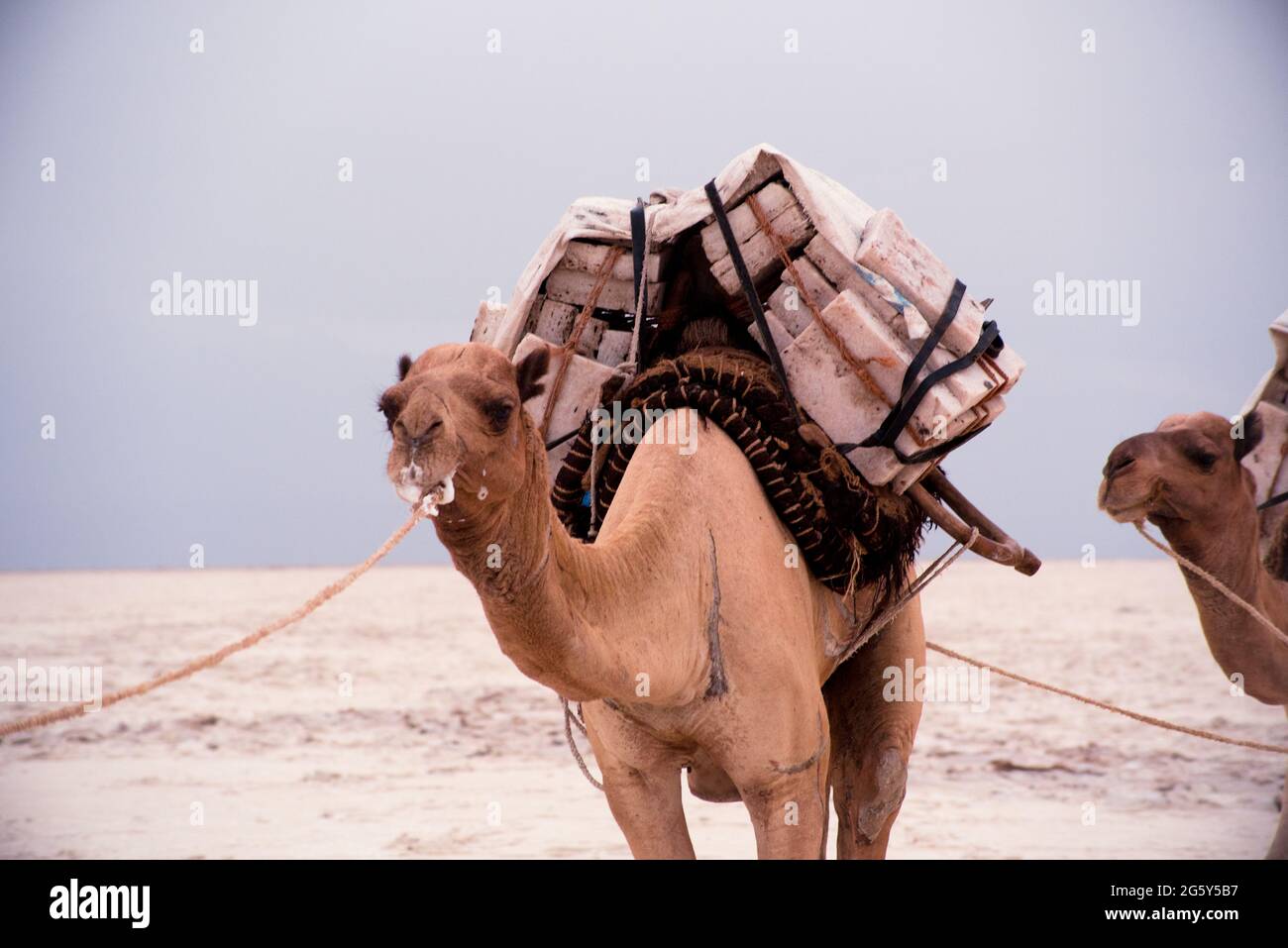Salt block hi-res stock photography and images - Alamy