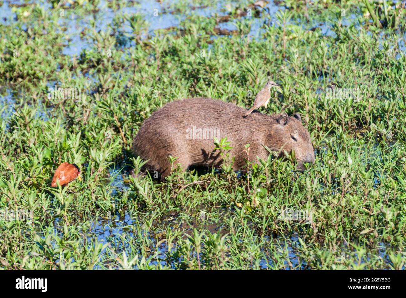 Capybara argentina bird hi-res stock photography and images - Alamy