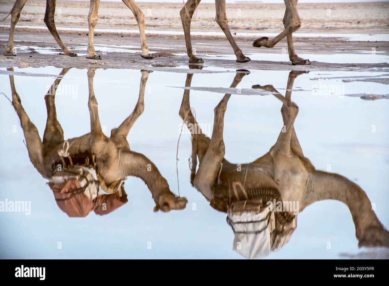 Camel reflection on water in the desert Stock Photo - Alamy
