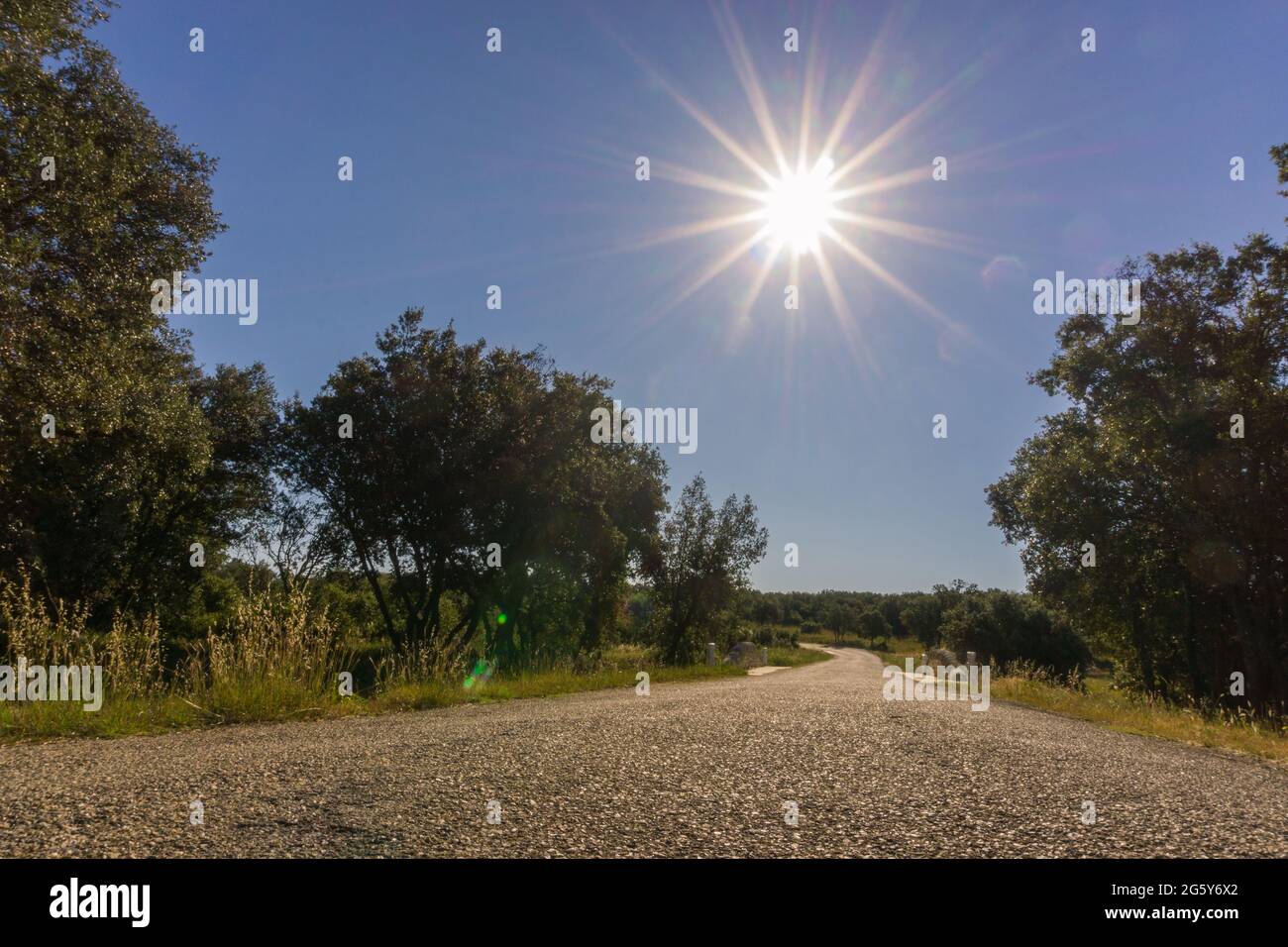 sunstar over country road during a hot summer day with trees on both ...