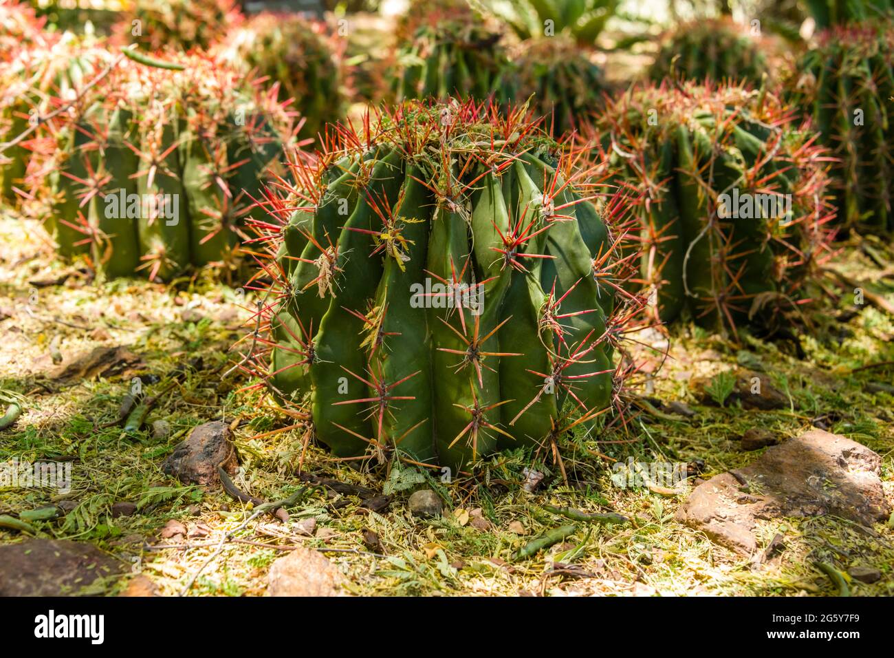 Desert Botanical Garden - Plants & Sculpture - Mexican Fire Barrel ...