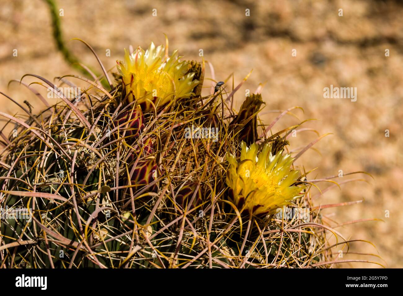Desert Botanical Garden - Plants & Sculpture - Compass Barrel Cactus ...