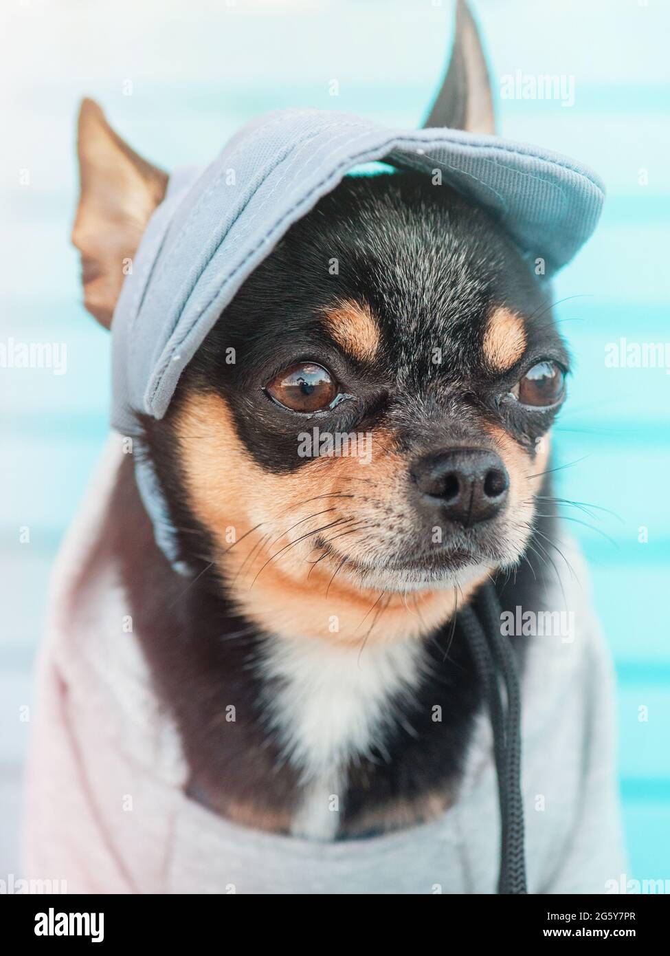 Chihuahua dog portrait. funny little dog. A dog in a baseball cap and a ...