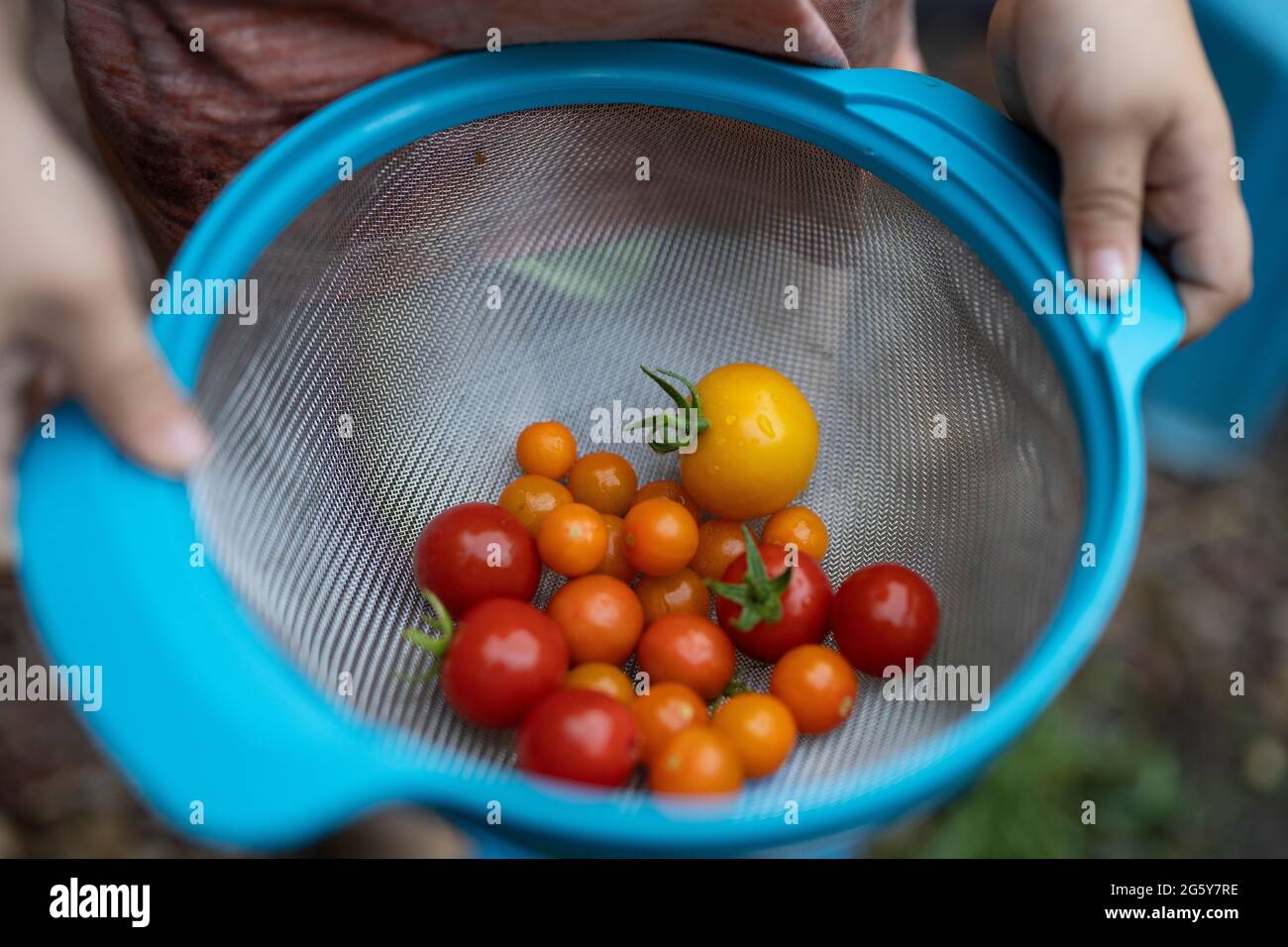 Fresh picked red tomatoes in hi-res stock photography and images - Alamy