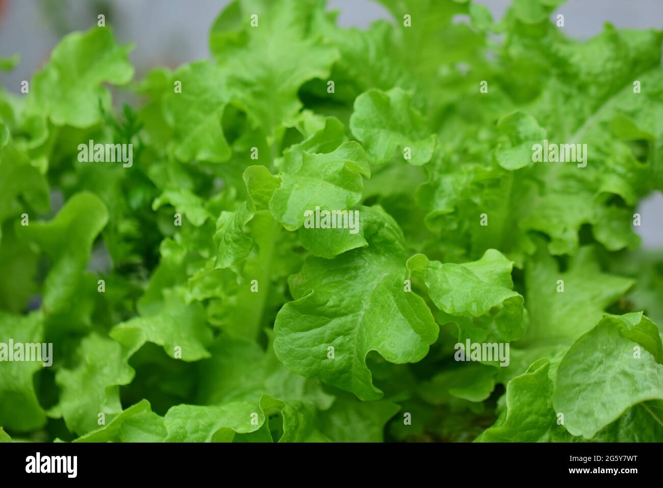 green pick salad as a close up Stock Photo - Alamy