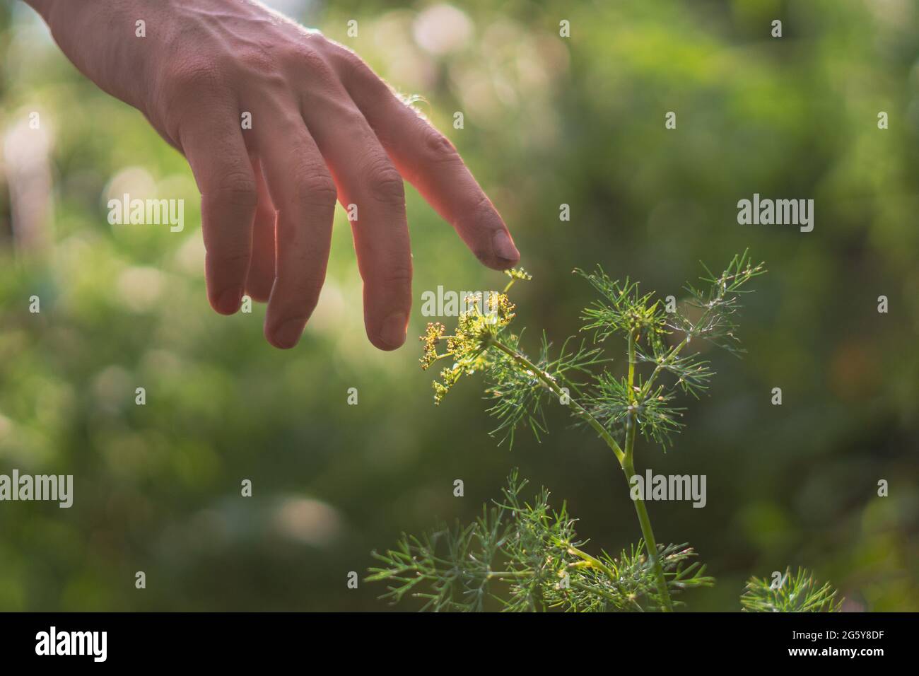 human hand reaching and touching young plant under the sunshine ...
