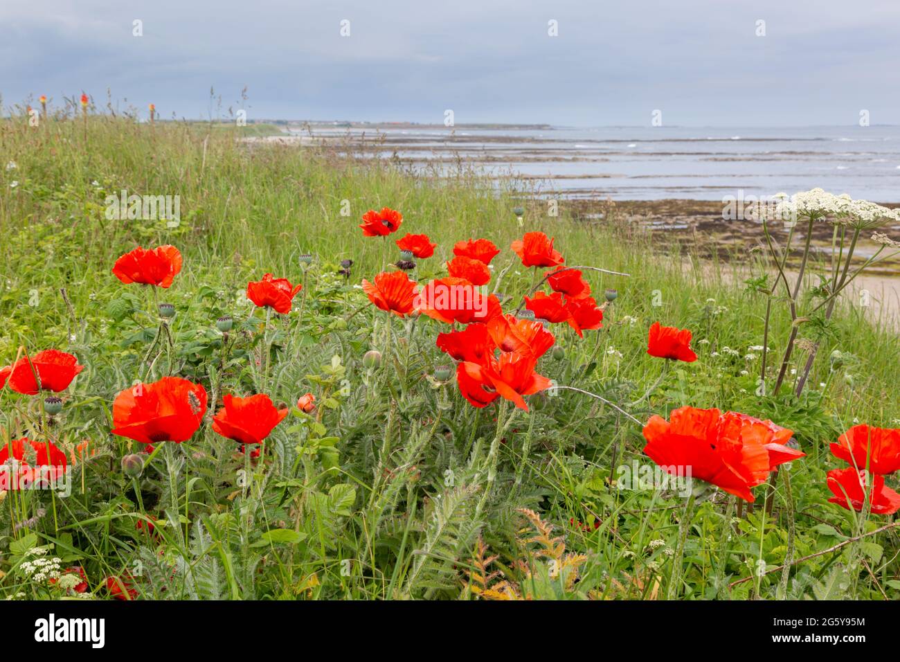 Seaside Poppies High Resolution Stock Photography and Images - Alamy