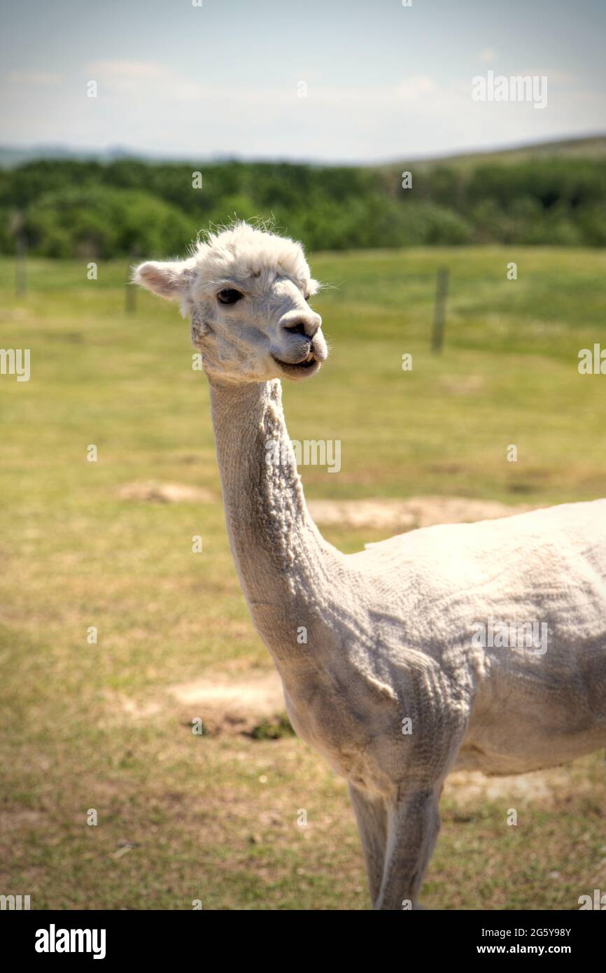 Lone sheared alpaca in a meadow. Its thick wool was shaved to keep it ...