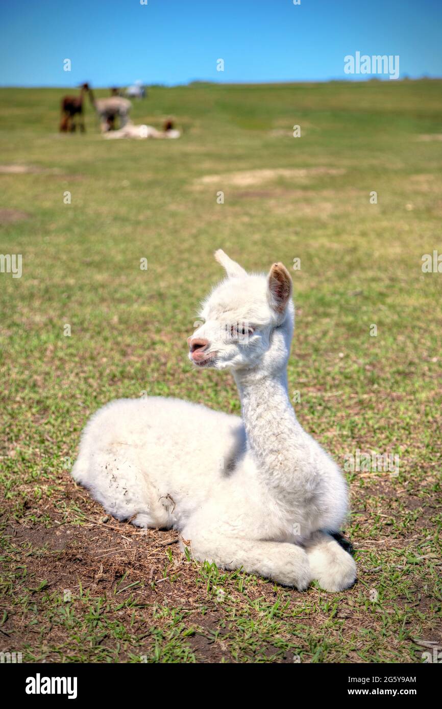 Infant meadow hi-res stock photography and images - Alamy