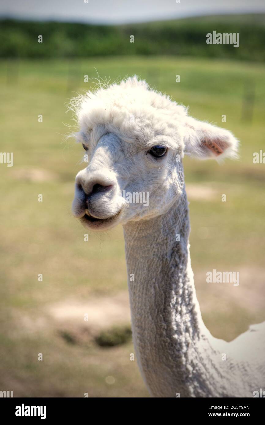 Lone sheared alpaca in a meadow. Its thick wool was shaved to keep it ...
