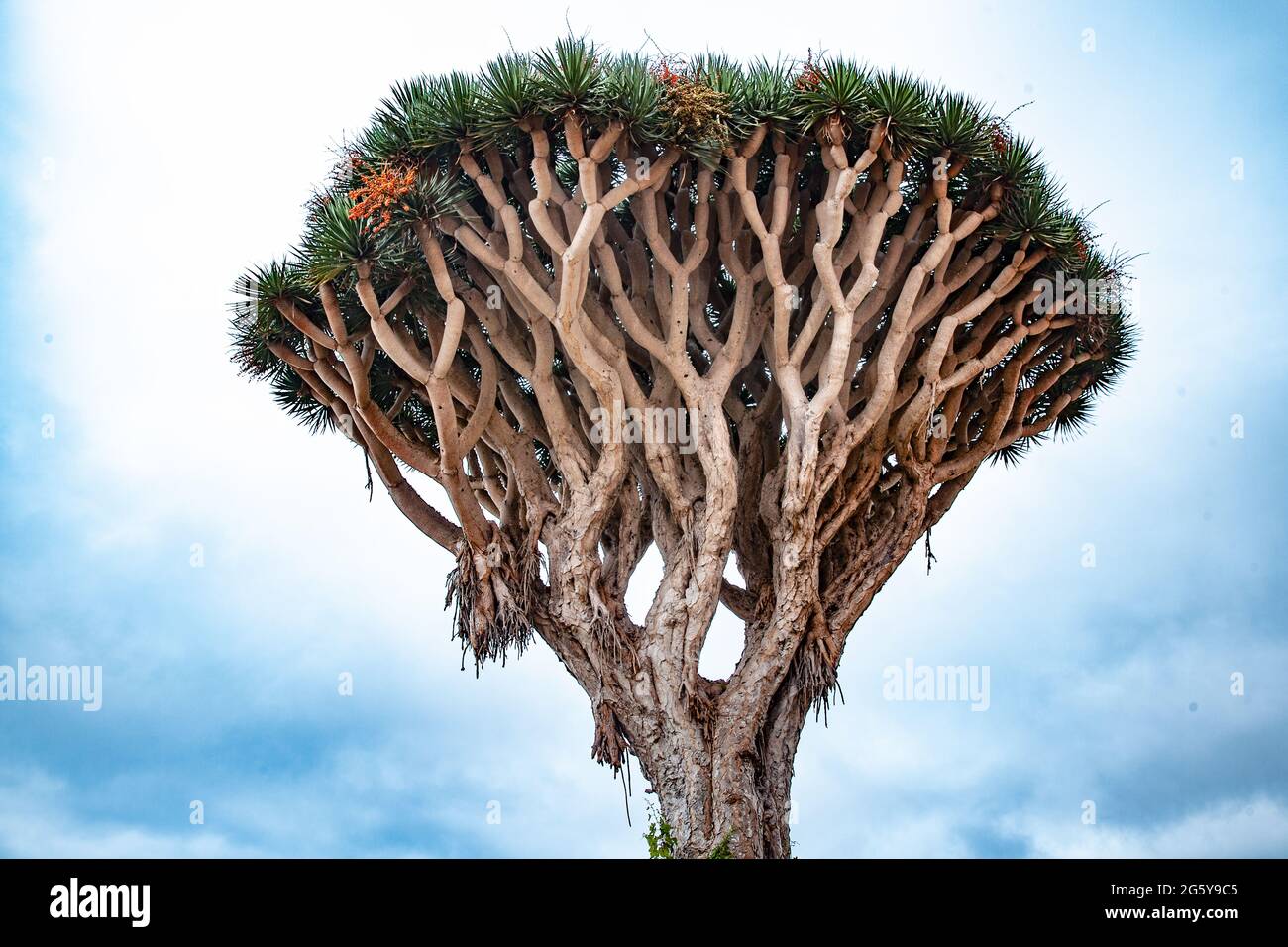 Dracaena draco del drago hi-res stock photography and images - Alamy