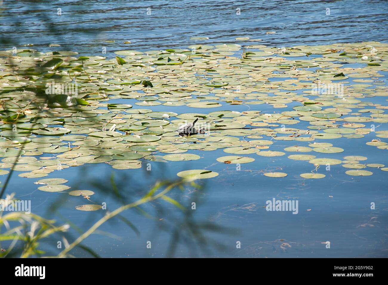 Turtle on lily pad in water with its head sticking way out, getting ...