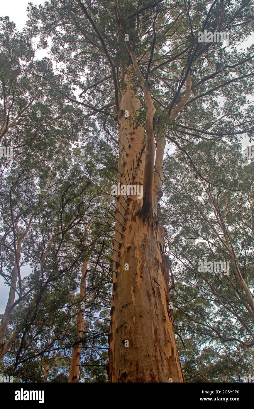 Gloucester tree hi-res stock photography and images - Alamy