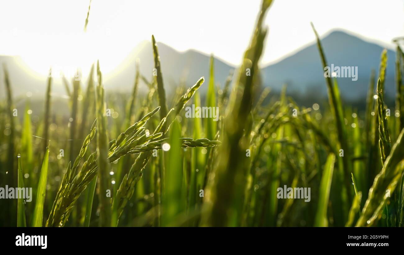 Rice and morning dew when the morning sun shines Stock Photo - Alamy