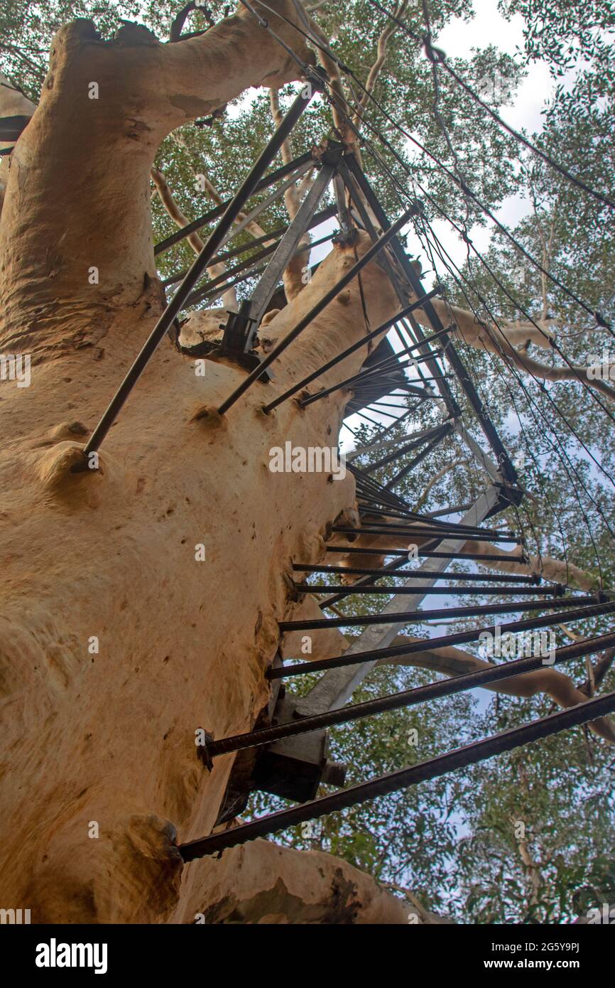 Gloucester tree hi-res stock photography and images - Alamy