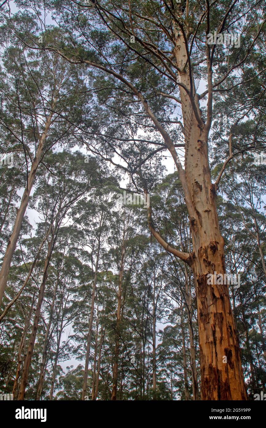Gloucester tree pemberton hi-res stock photography and images - Alamy