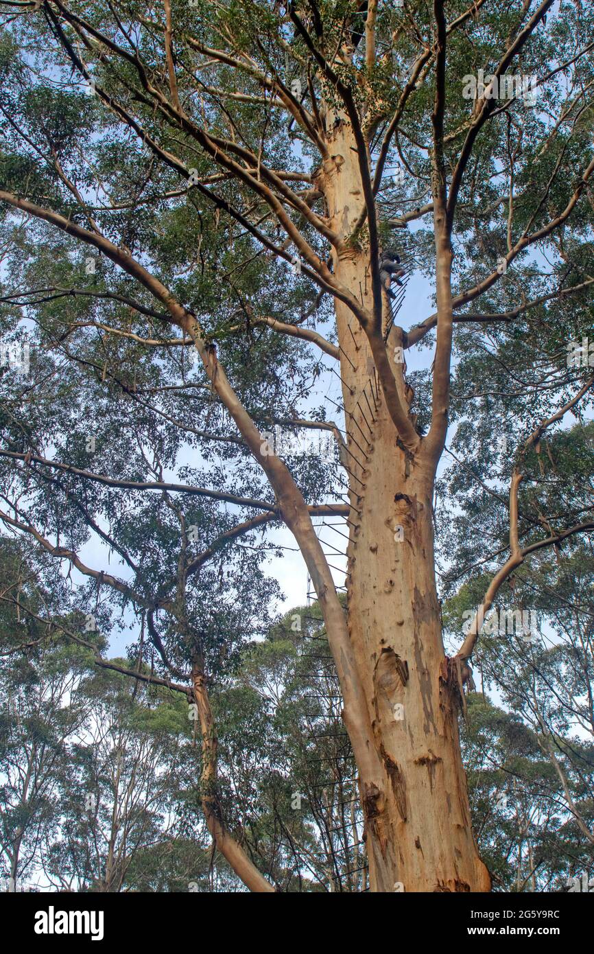 Gloucester tree western australia hi-res stock photography and images ...