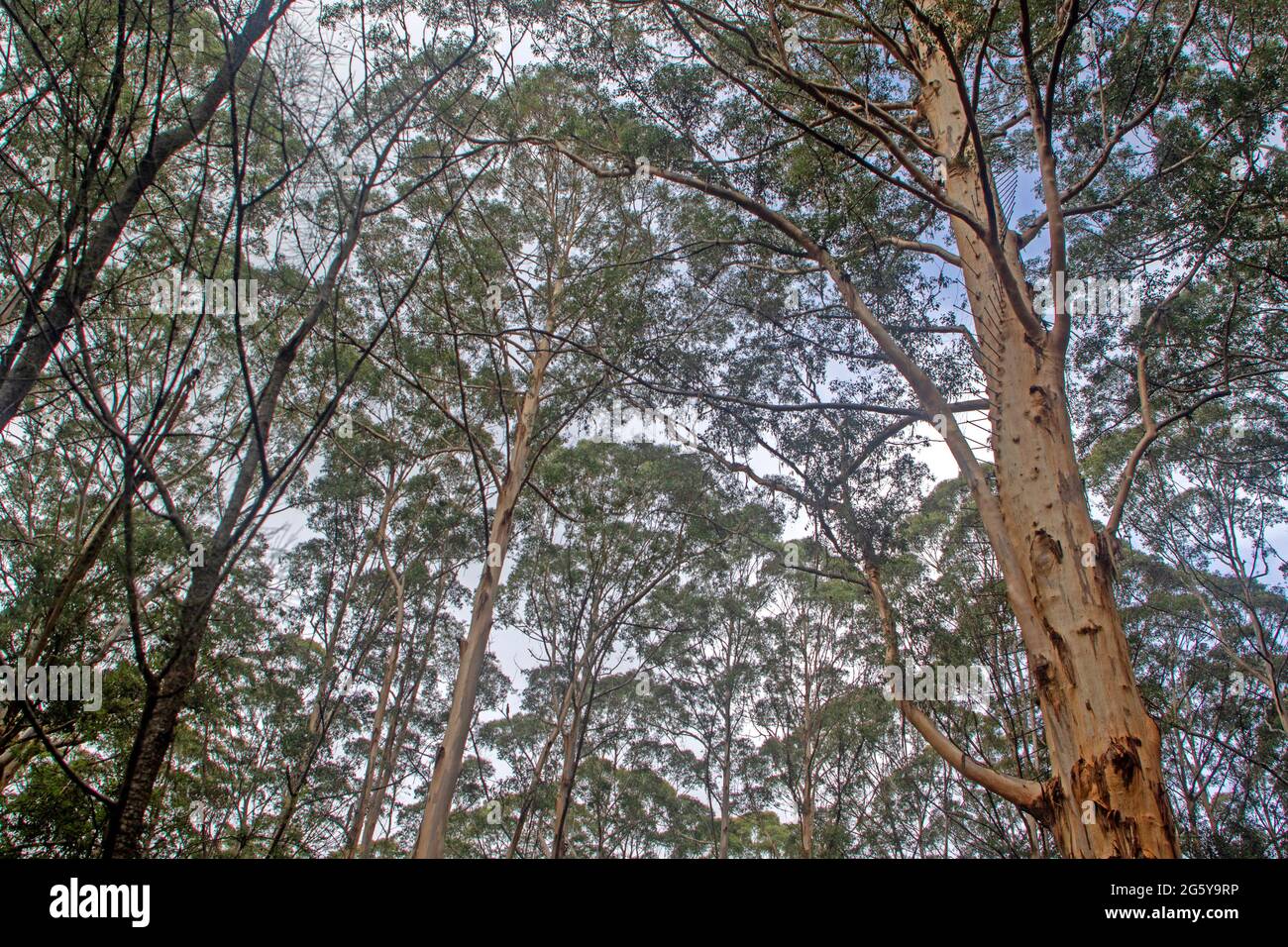 Gloucester tree hi-res stock photography and images - Alamy