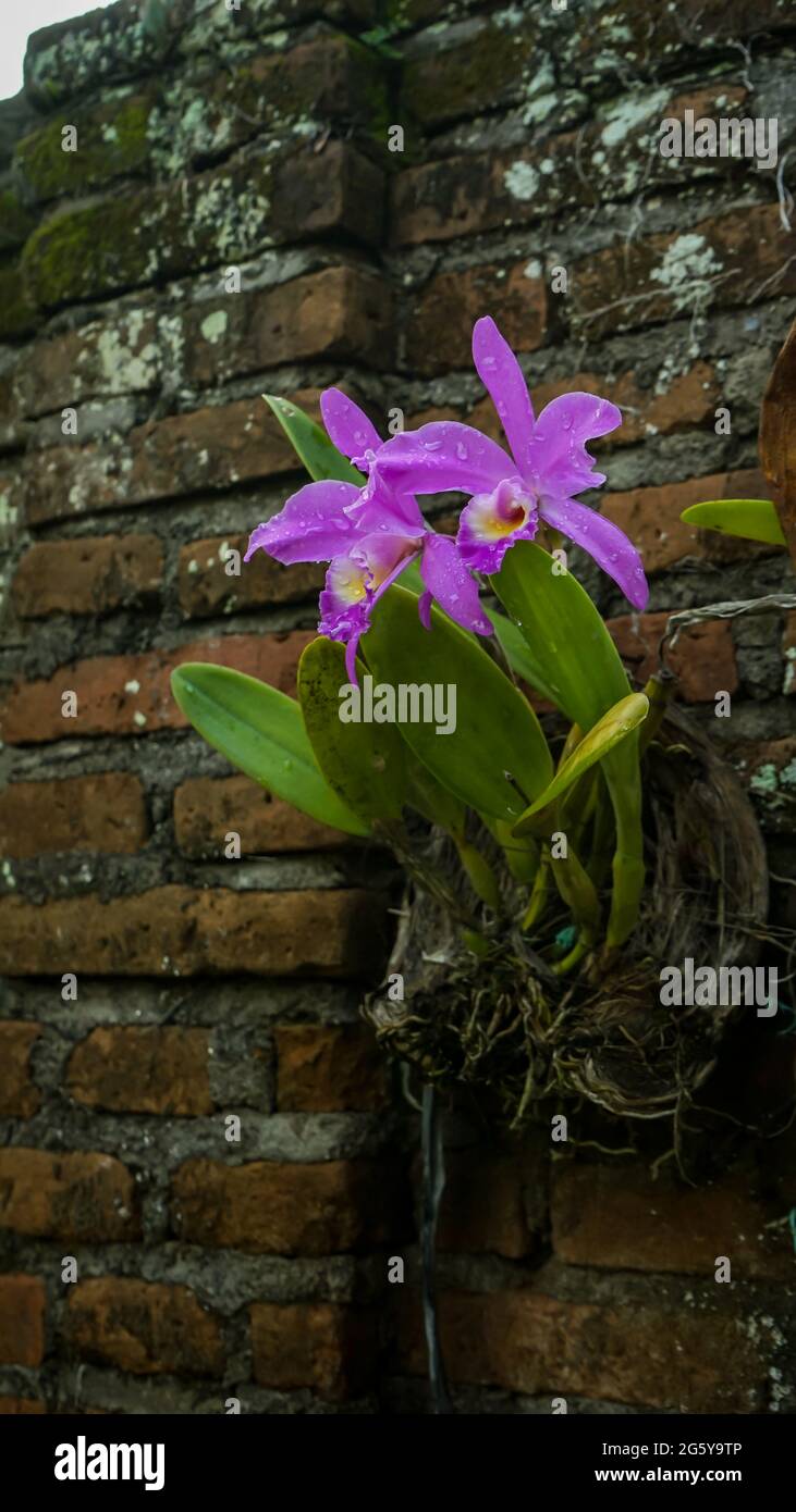 Chlorophyll bloom hi-res stock photography and images - Alamy