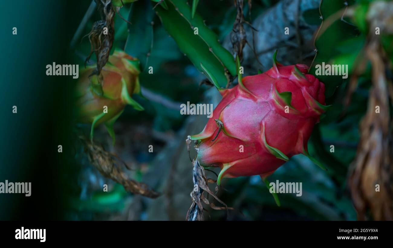 Pitaya tree hi-res stock photography and images - Alamy
