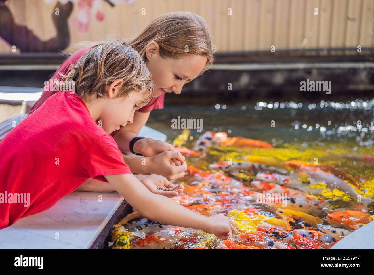 Mom and son feed koi fish. Beautiful koi fish swimming in the pond ...