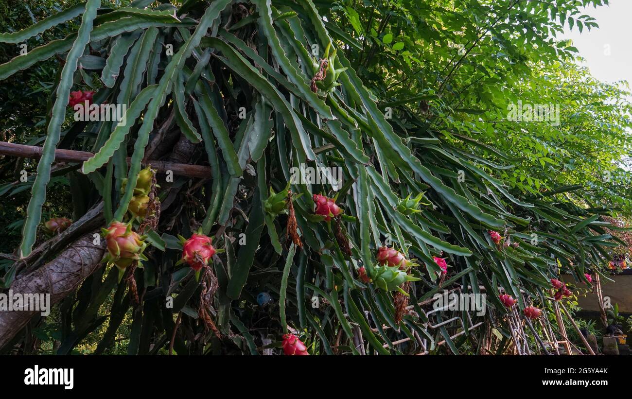 Dragon fruit plant thailand hi-res stock photography and images - Alamy